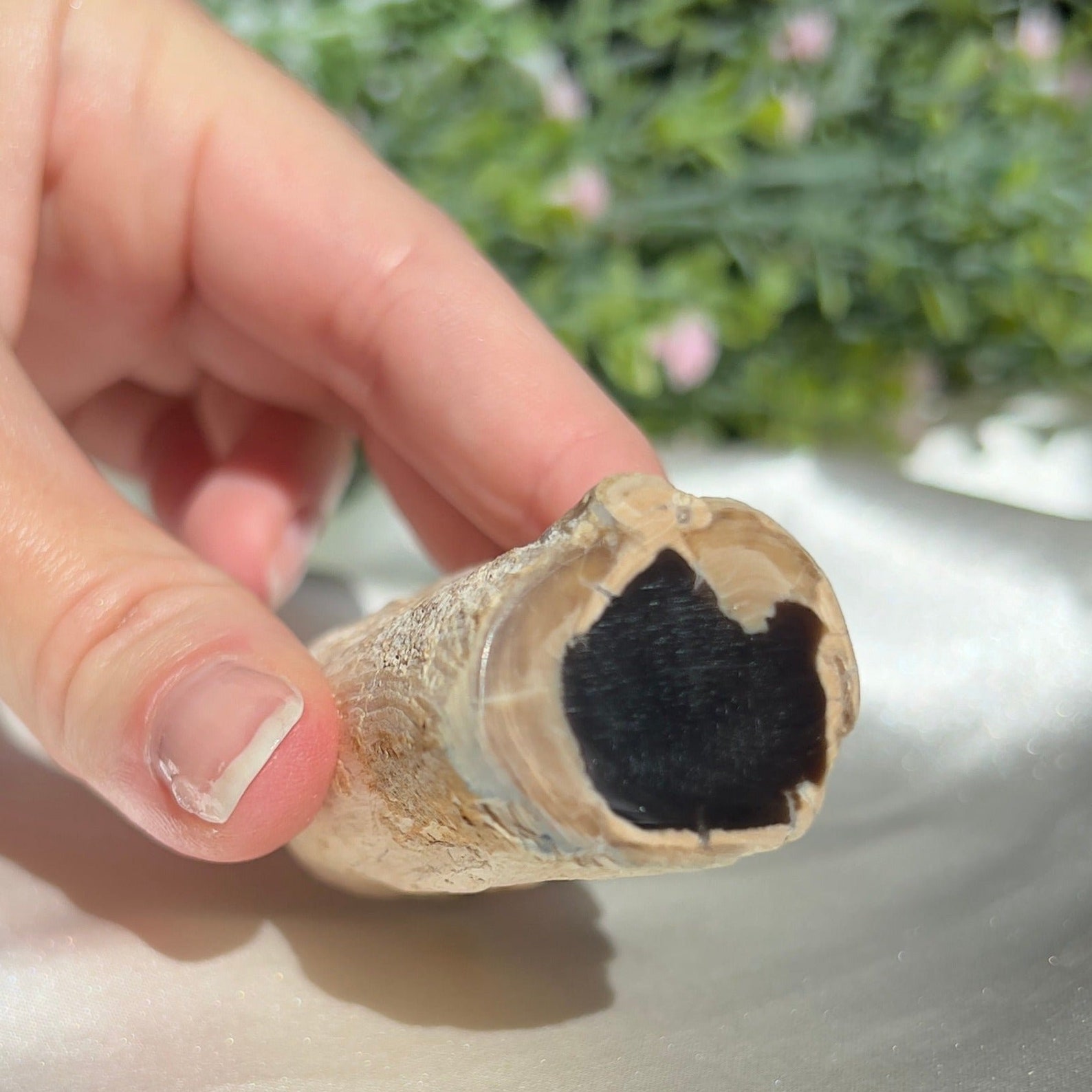 Polished by Us: Limb Cast From Texas Springs, Nevada, USA - Etsy