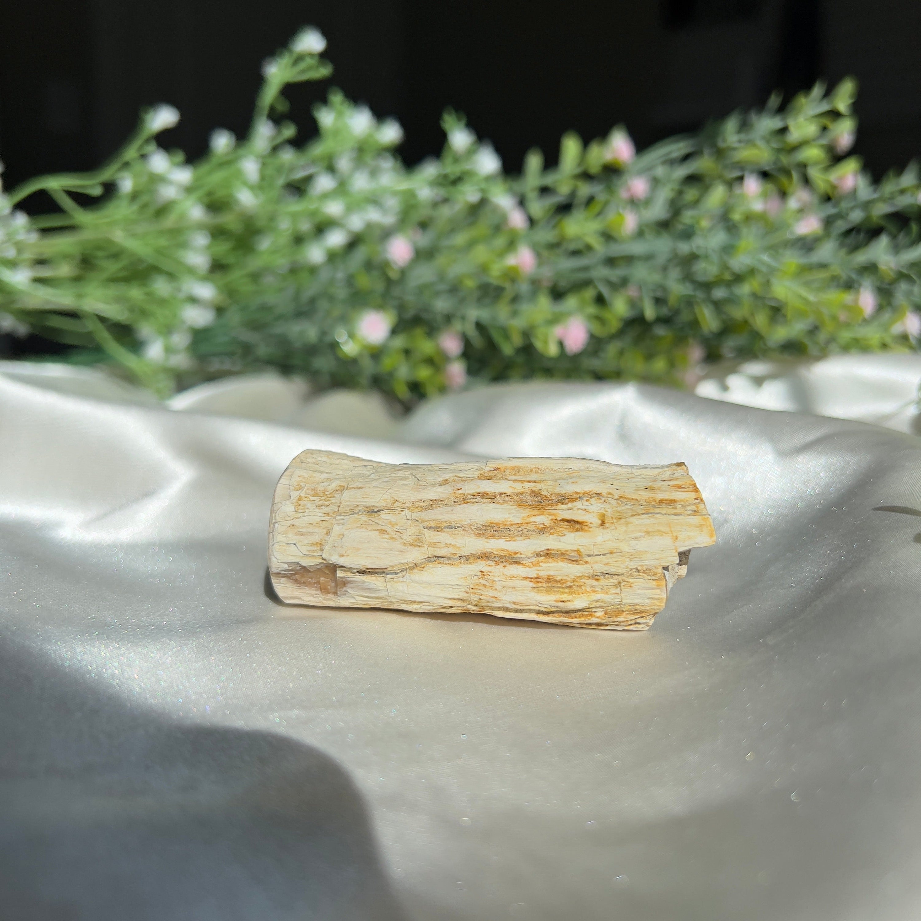 Polished by Us: Limb Cast From Texas Springs, Nevada, USA - Etsy