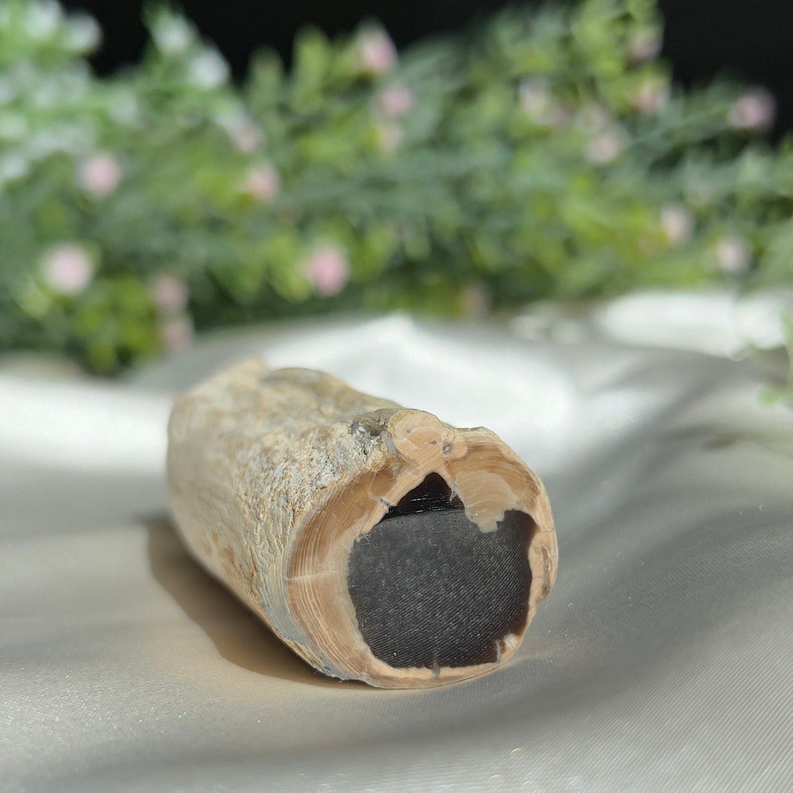 Polished by Us: Limb Cast From Texas Springs, Nevada, USA - Etsy