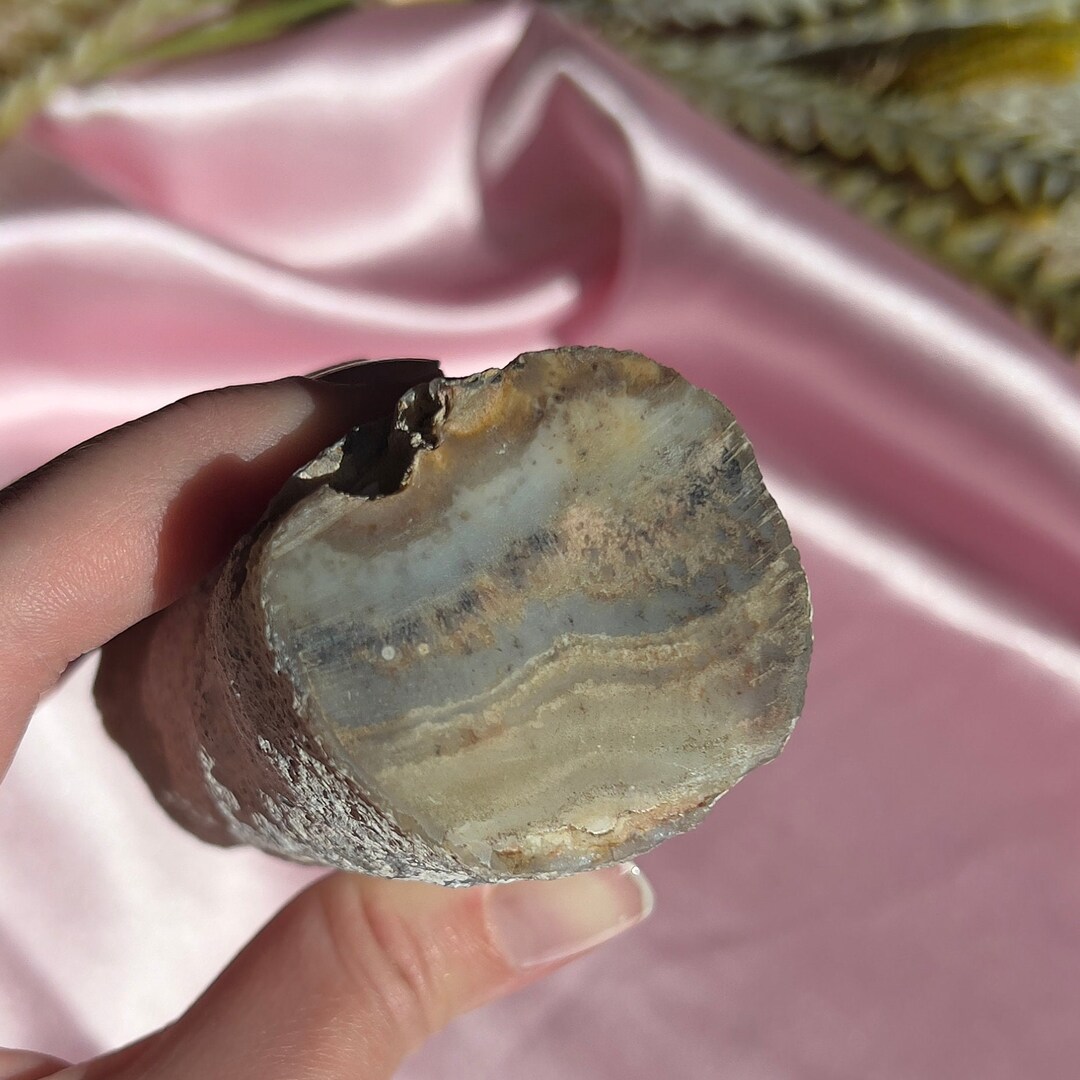 Polished Limb Cast From Crooked River, Paulina, Oregon, USA - Etsy