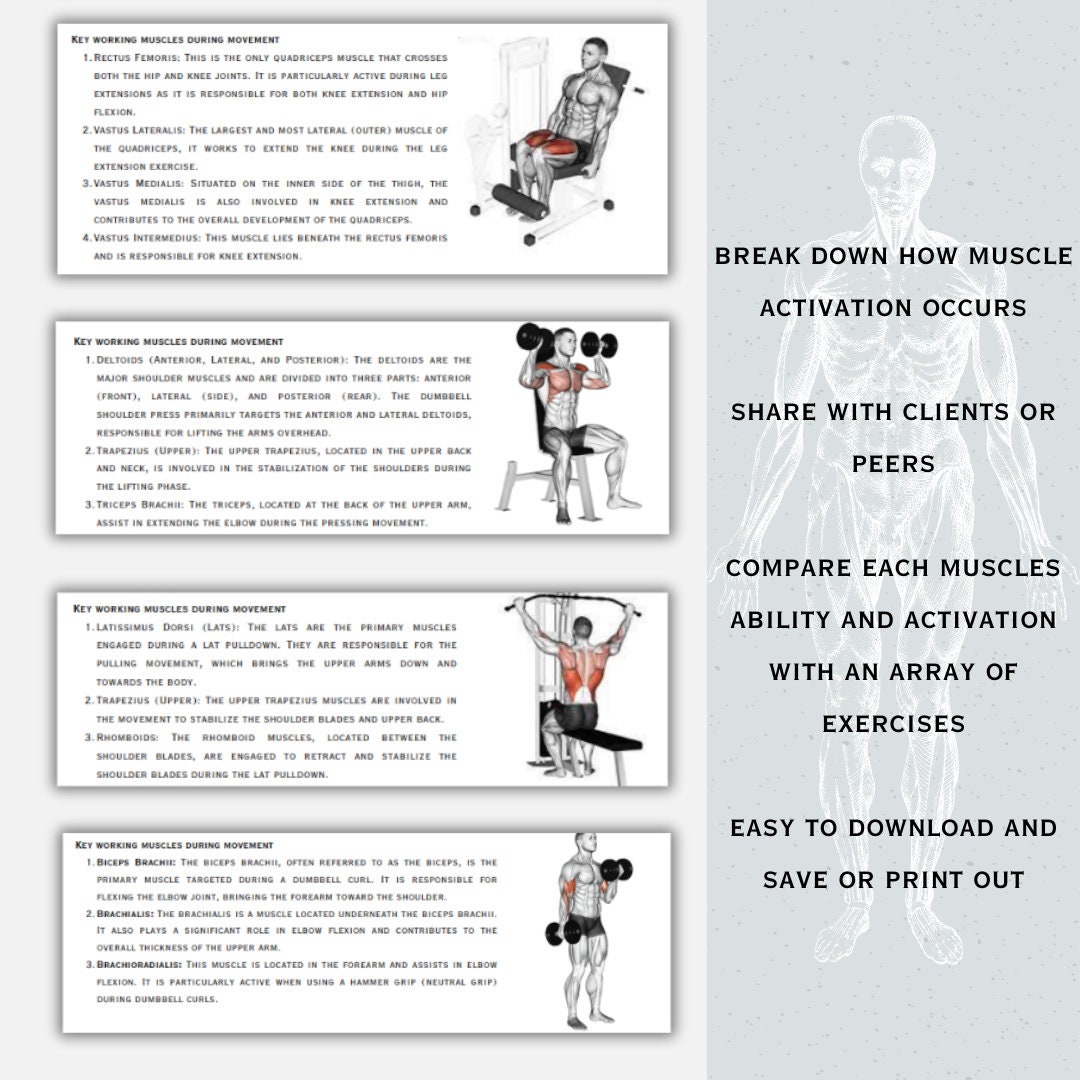 Exercise Anatomy Information Pack, Muscle Knowledge, All Muscles Worked ...