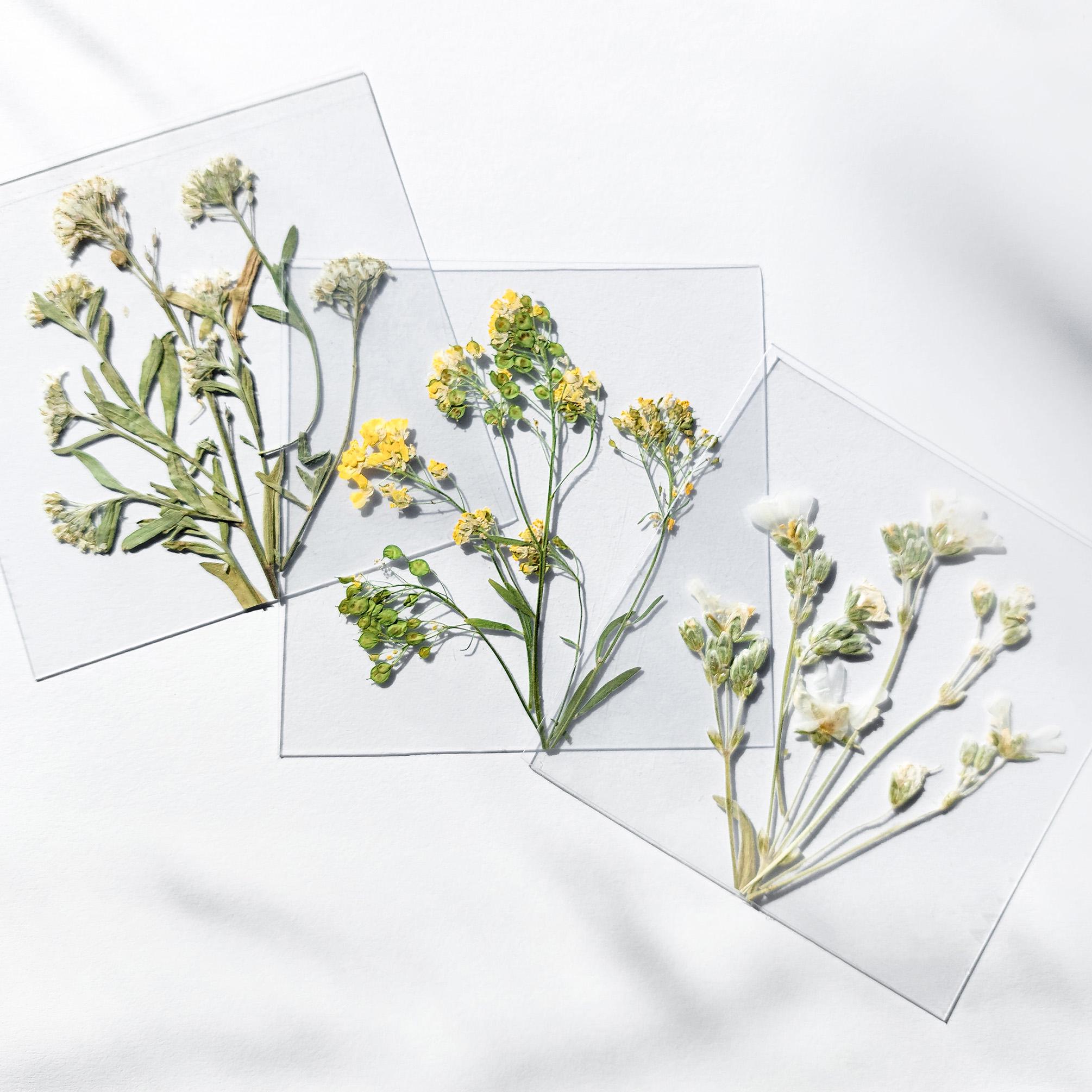 Gallery Wall Set Mini 3 Piece Wall Art Botanical Dried Wildflower Plant ...