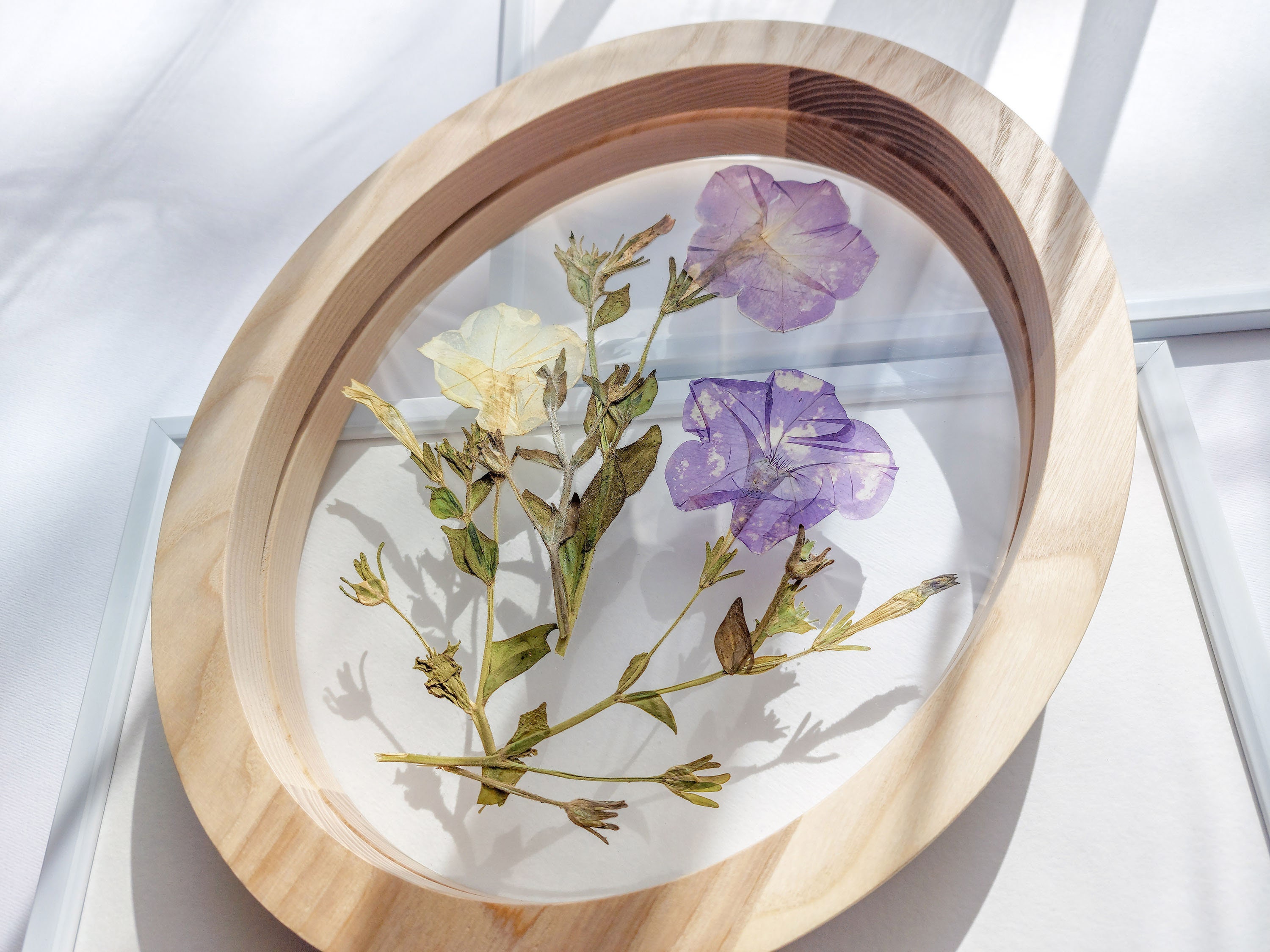 Real Petunia Pressed Flower Art on Plexiglass With Wooden Oval Frame ...