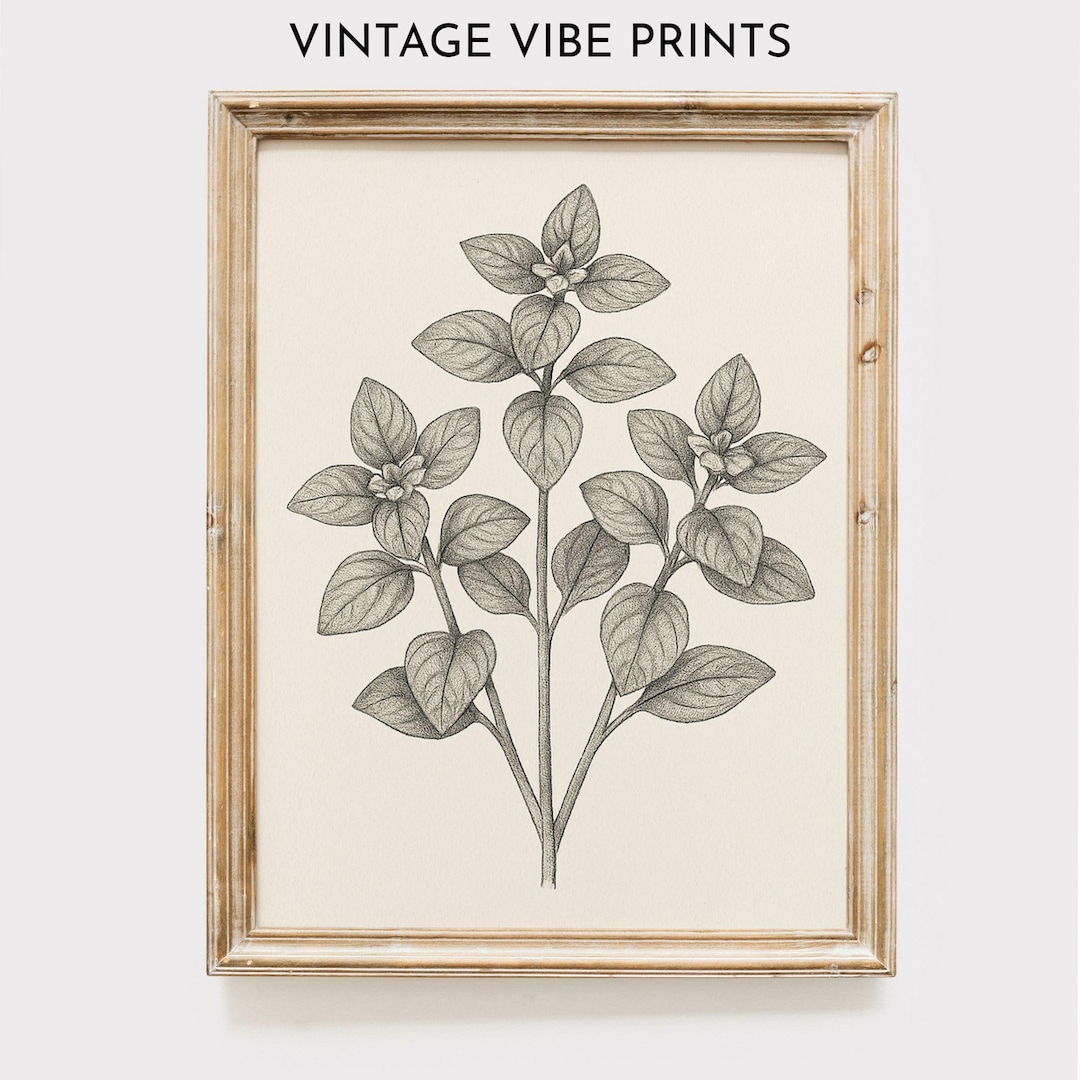 Oregano Line Art Print | Botanical Kitchen Decor (digital Download) - Etsy