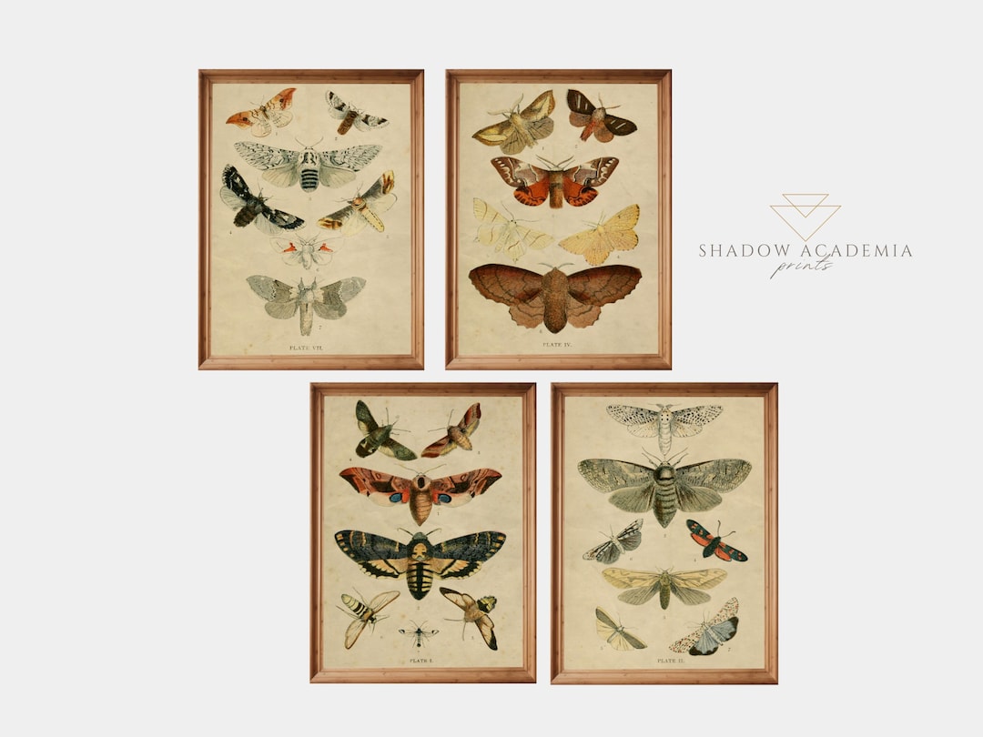Common Moths of England (1870) Vintage Prints Set | Moth & Butterfly ...
