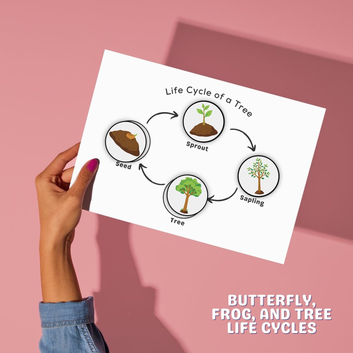 Butterfly, Frog, and Tree Life Cycle Pages for Elementary Education ...