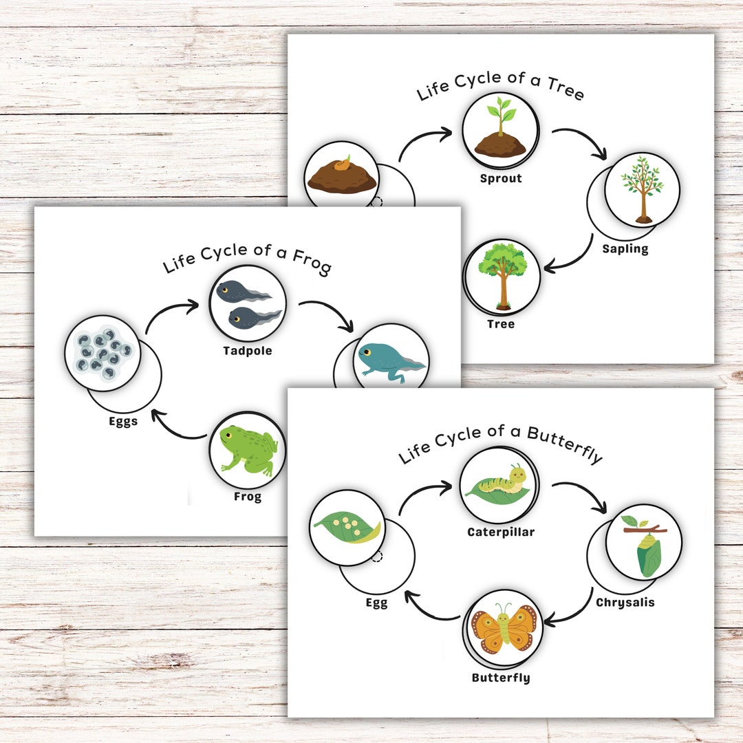Butterfly, Frog, and Tree Life Cycle Pages for Elementary Education ...