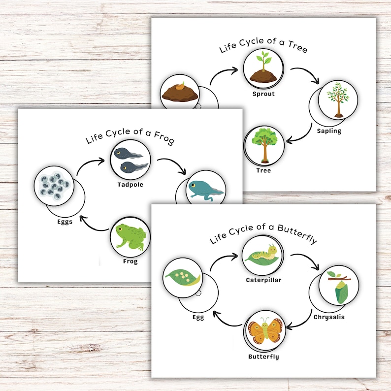 Butterfly, Frog, and Tree Life Cycle Pages for Elementary Education ...