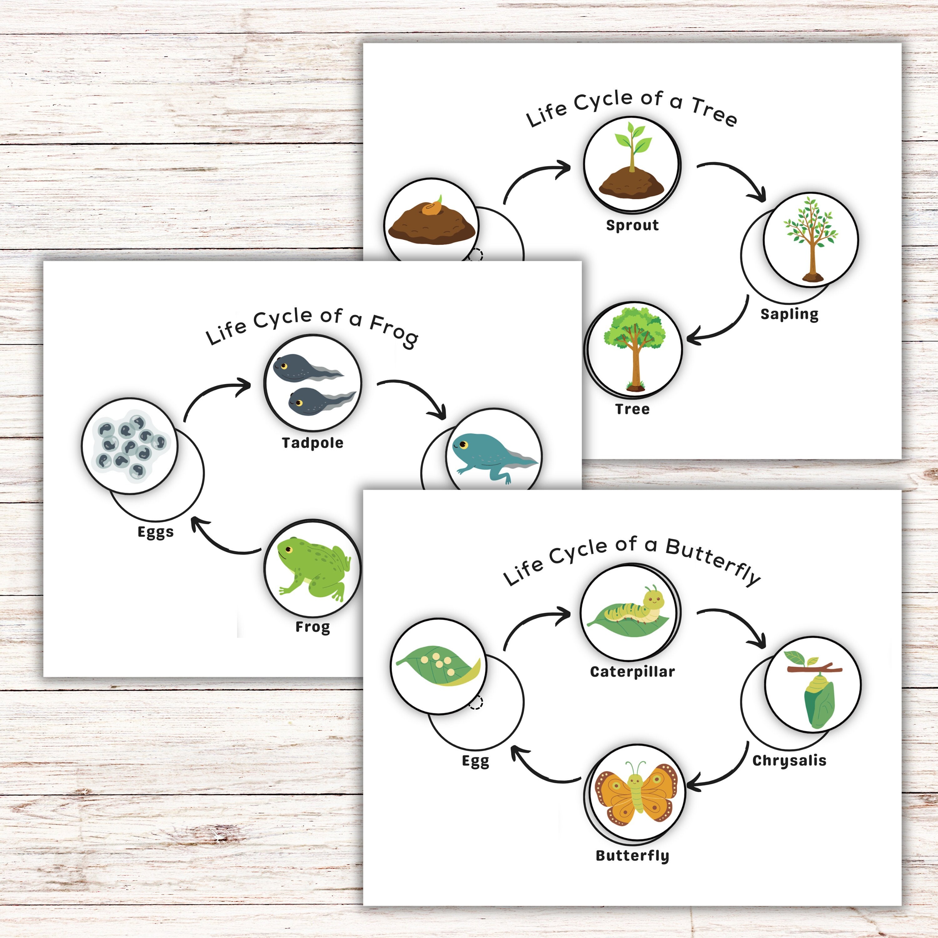 Butterfly, Frog, and Tree Life Cycle Pages for Elementary Education ...