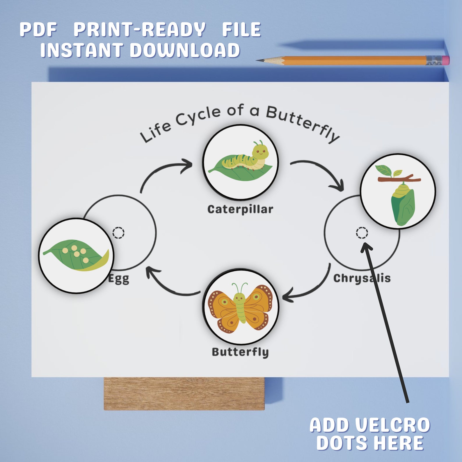 Butterfly, Frog, and Tree Life Cycle Pages for Elementary Education ...