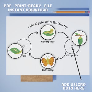 Butterfly, Frog, and Tree Life Cycle Pages for Elementary Education ...