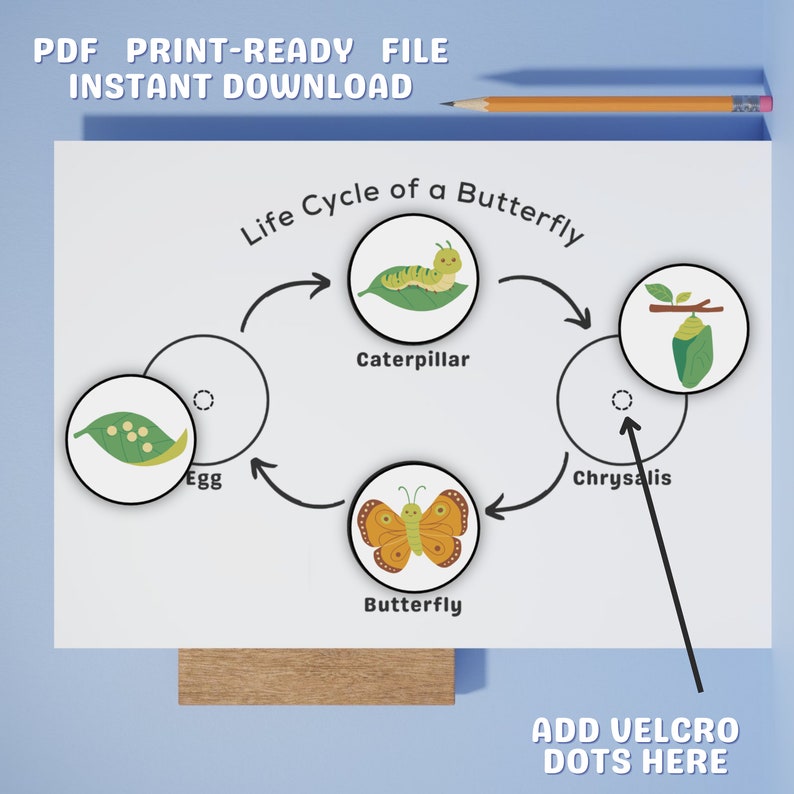 Butterfly, Frog, and Tree Life Cycle Pages for Elementary Education ...