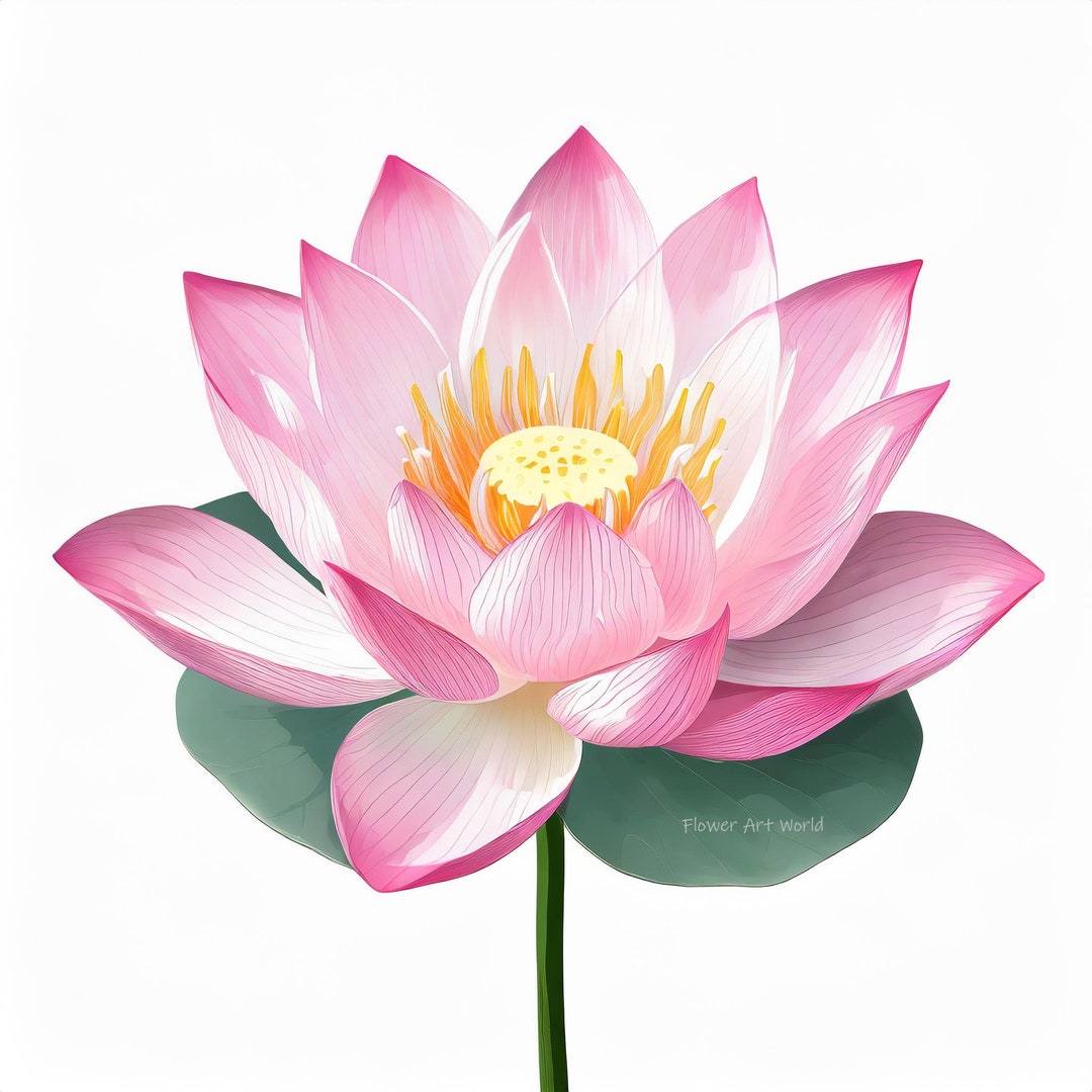 Pink Lotus Flower Clip Art, Printing, Backgrounds. Instant Digital ...
