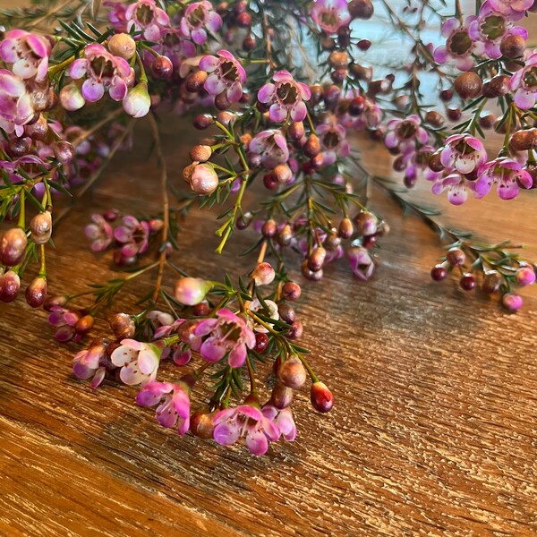 Waxflower Seeds - Etsy