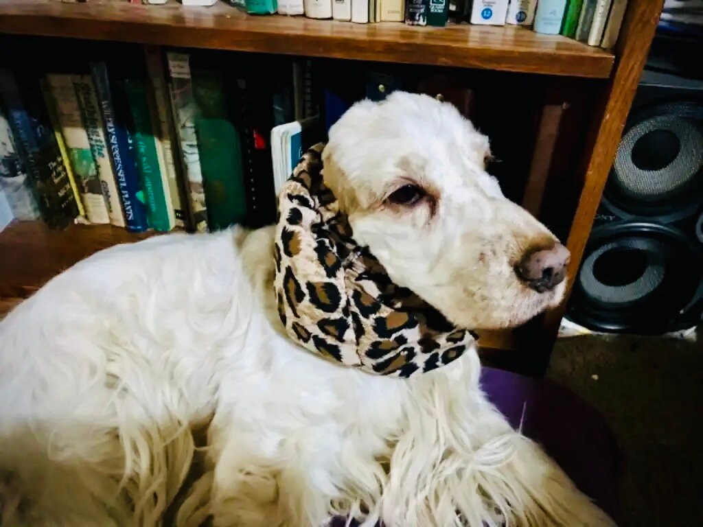 Dog Snoods - Etsy