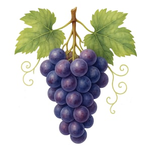 Bunch of Grapes Clipart, Vibrant Grapes Bundle PNG, Watercolor Clipart ...