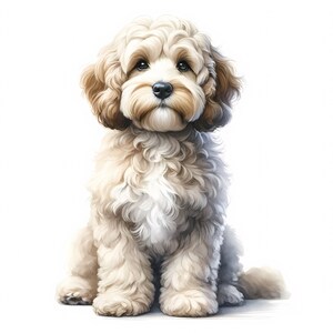 Cockapoo Dog Clipart - 12 High-quality Jpgs - Digital Download - Card ...
