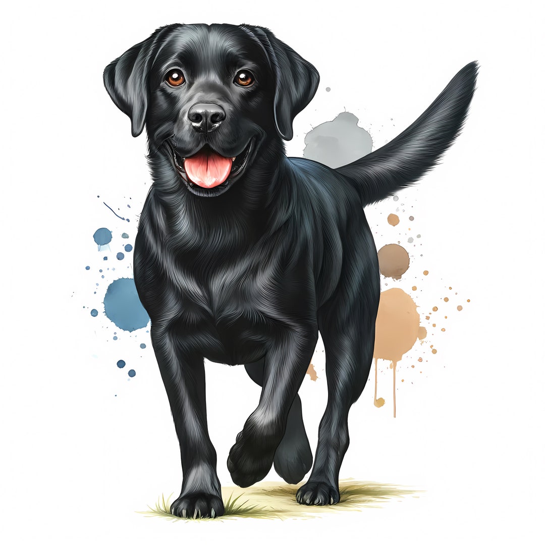 Black Labrador Clipart 12 High-quality Jpgs Adorable Labrador Retriever ...