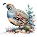 Quail Bird Clipart - 10 High-quality Jpgs - Elegant Quail Bird Clipart ...