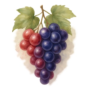 Bunch of Grapes Clipart, Vibrant Grapes Bundle PNG, Watercolor Clipart ...