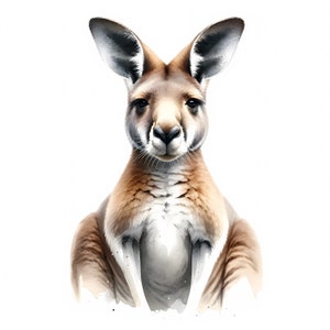 Kangaroo Clipart - 12 High-quality Jpgs - Clipart Bundle - Wall Art ...