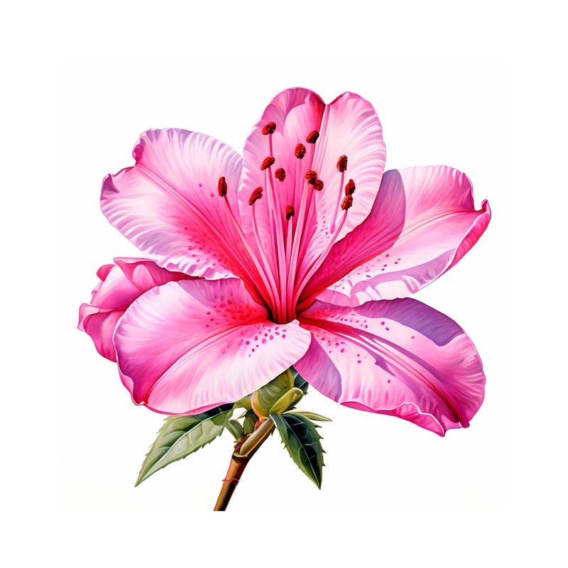 Azaleas Picture Cards - Etsy