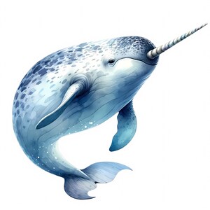Narwhal Clipart | 12 High-quality Jpgs | Elegant Narwhal Clipart Bundle ...