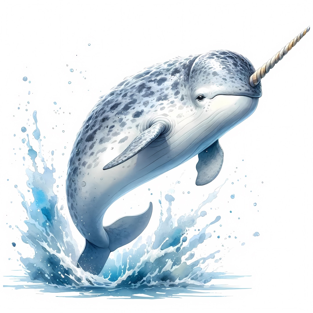 Narwhal Clipart | 12 High-quality Jpgs | Elegant Narwhal Clipart Bundle ...