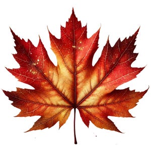 Maple Leaf Clipart: Fall Autumn Art (digital Download, Commercial Use ...