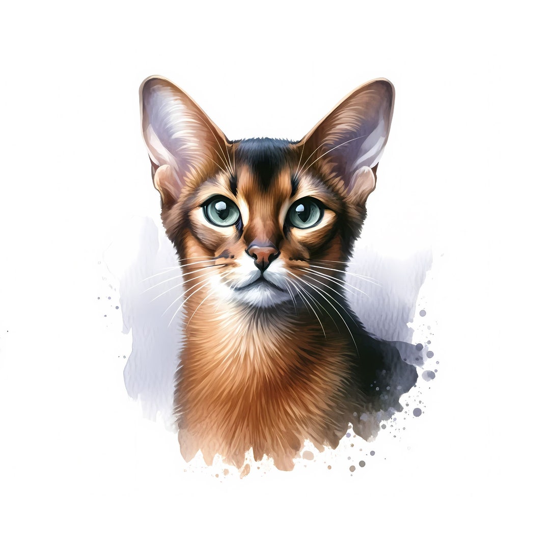 Abyssinian Cat Clipart - 12 High Quality Jpgs - Digital Download - Card ...