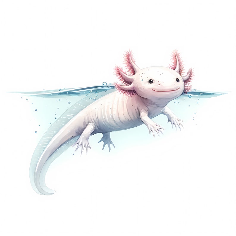 Axolotl Clipart 12 High-quality Jpgs Cute Axolotl Clipart Bundle ...