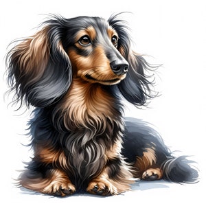 Longhaired Dachshund Clipart - 10 High Quality Jpgs - Digital Download ...