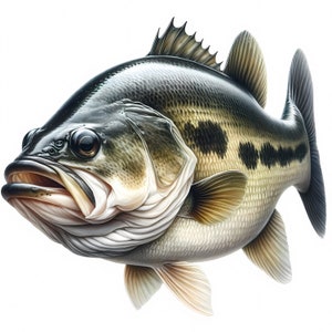 Bass Clipart | 11 High-quality Jpgs | Clipart Bundle | Fish Wall Art ...