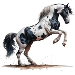 Paint Horse Clipart Bundle: Equine Art, Paper Craft (digital Download ...