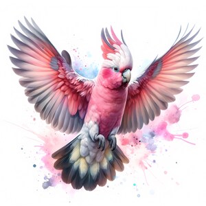 Galah Cockatoo Clipart | 12 High-quality Jpgs | Majestic Galah Cockatoo ...