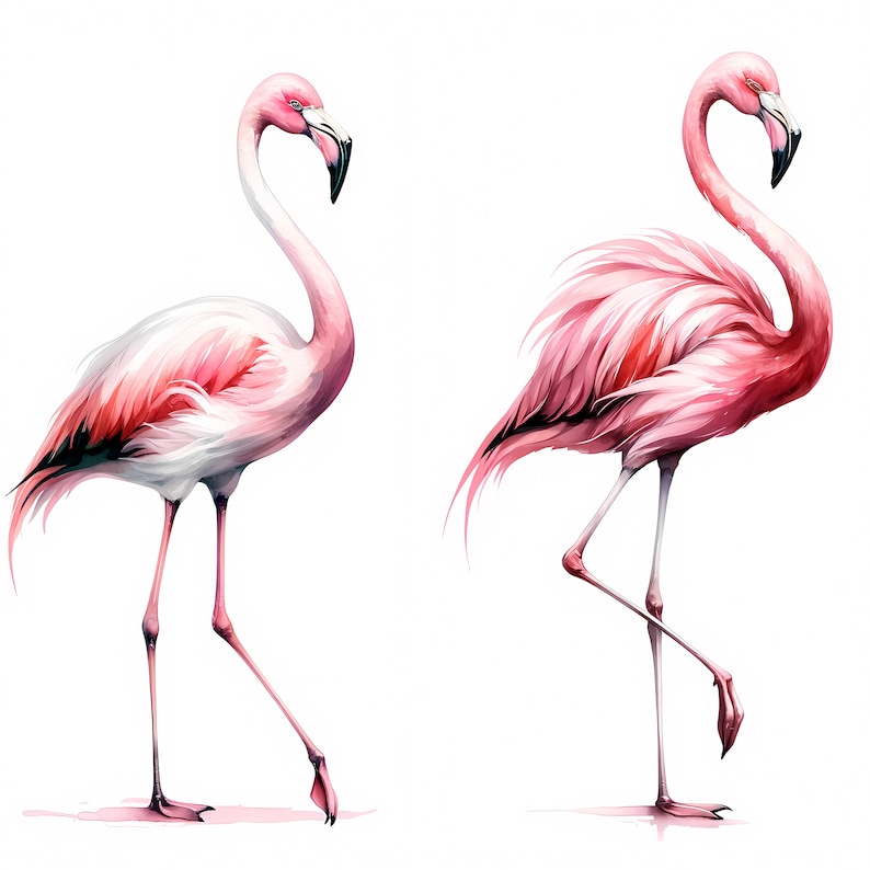 Pink Flamingo Watercolor Clipart | Tropical Bird Art (digital Download ...