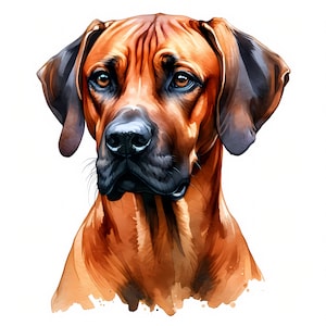 Rhodesian Ridgeback Dog Clipart - 10 High-quality Jpgs - Digital ...