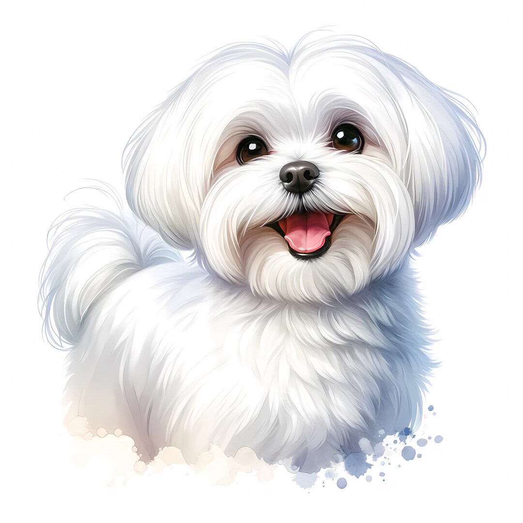 Cute Maltese Dog Clipart – High-quality Jpgs, Commercial Use (digital ...