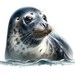 Seal Clipart Bundle – Aquatic Animal Art, Commercial Use (digital ...