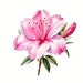 Azalea Flower Clipart 10 High-quality Jpgs Clipart Bundle Wall Art ...