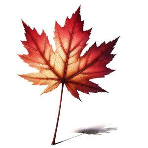 Maple Leaf Clipart: Fall Autumn Art (digital Download, Commercial Use ...
