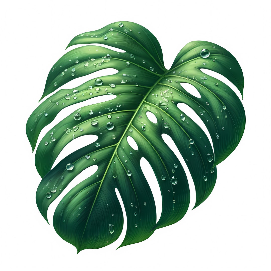 Monstera Leaf Clipart | 10 High-quality Jpgs | Elegant Monstera Leaf ...