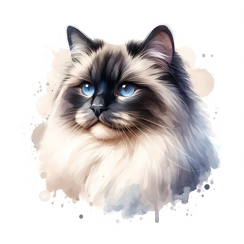 Ragdoll Cat Clipart 10 High Quality Jpgs Digital Download Card Making ...