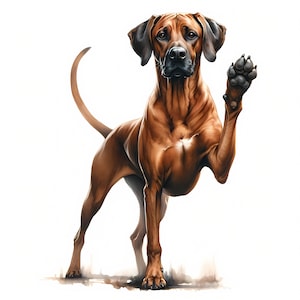 Rhodesian Ridgeback Dog Clipart - 10 High-quality Jpgs - Digital ...