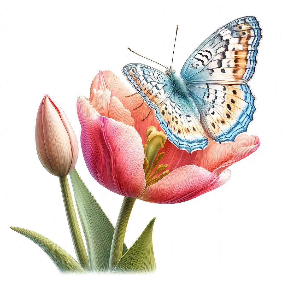 Butterfly on a Flower Clipart | 10 High-quality Jpgs | Colorful ...