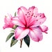 Azalea Flower Clipart 10 High-quality Jpgs Clipart Bundle Wall Art ...