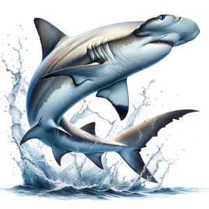 Hammerhead Shark Clipart: Marine Illustrations (commercial Use ...