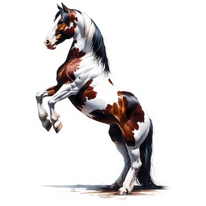 Paint Horse Clipart Bundle: Equine Art, Paper Craft (digital Download ...