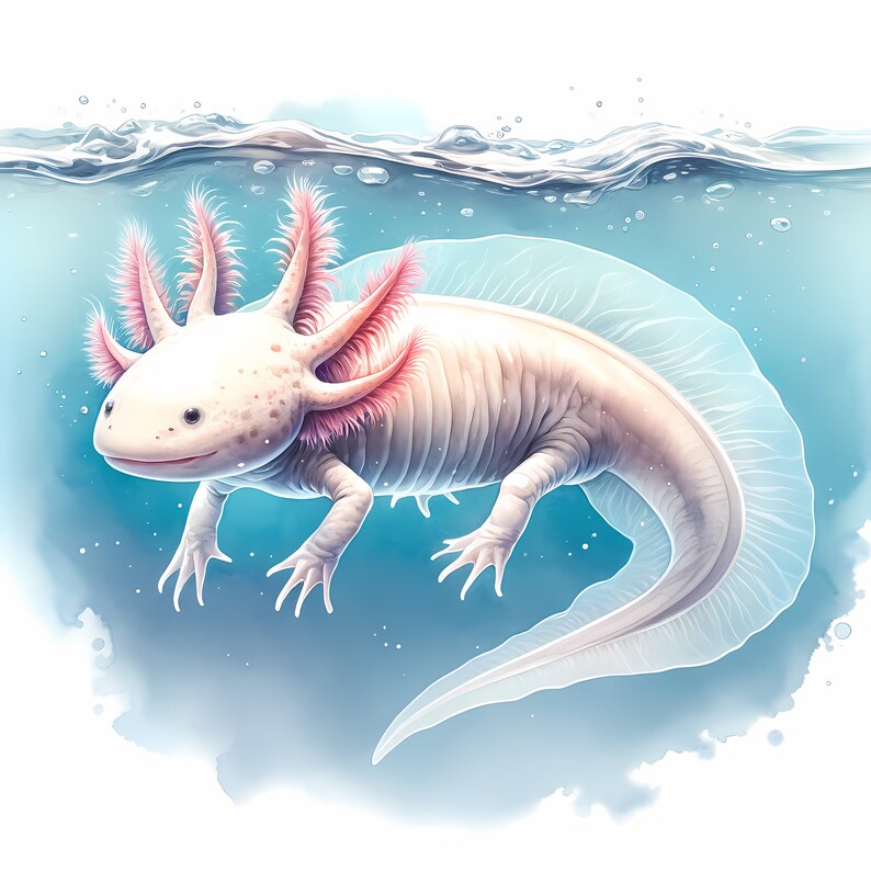 Axolotl Clipart 12 High-quality Jpgs Cute Axolotl Clipart Bundle ...