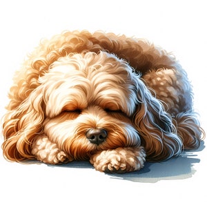 Cavapoo Clipart | 12 High-quality Jpgs | Cute Cavapoo Clipart Bundle ...